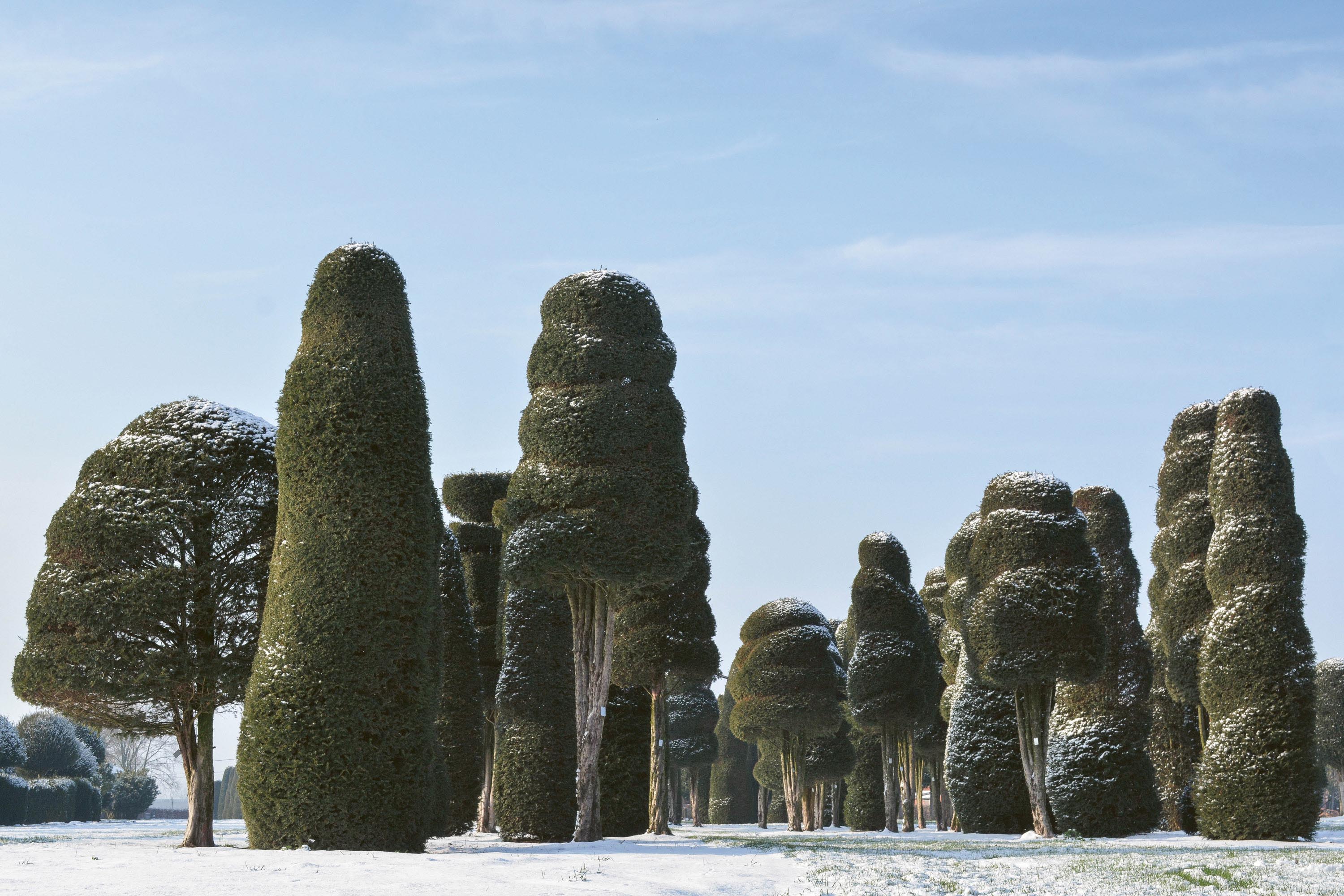 Topiary madness | Solitair